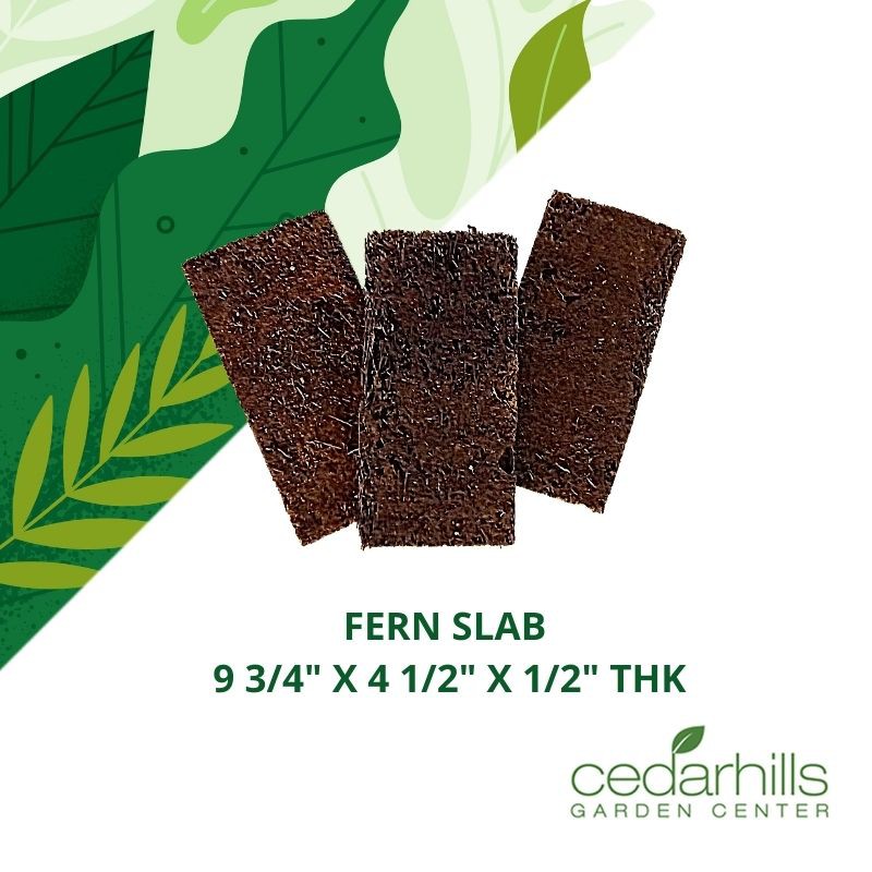 Cedarhills Garden Center - Fern Slabs for plant | Shopee Philippines