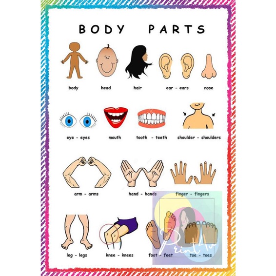 Body parts Tagalog English Laminated waterproof Parts of the body ...