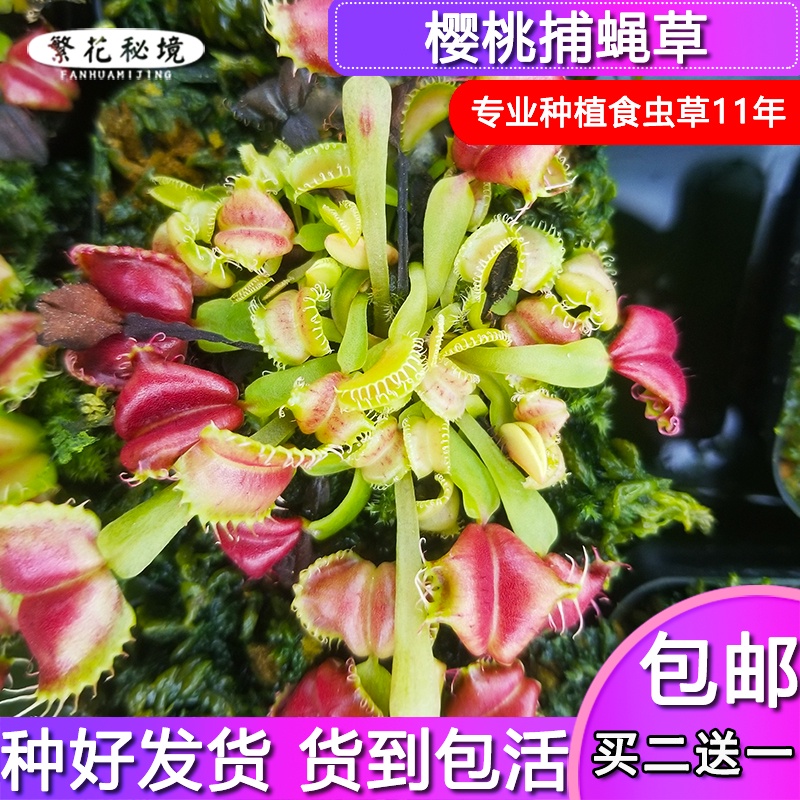 Cherry Venus flytrap [red lip clip wavy tooth high-end rare imported variety piranha potted ...