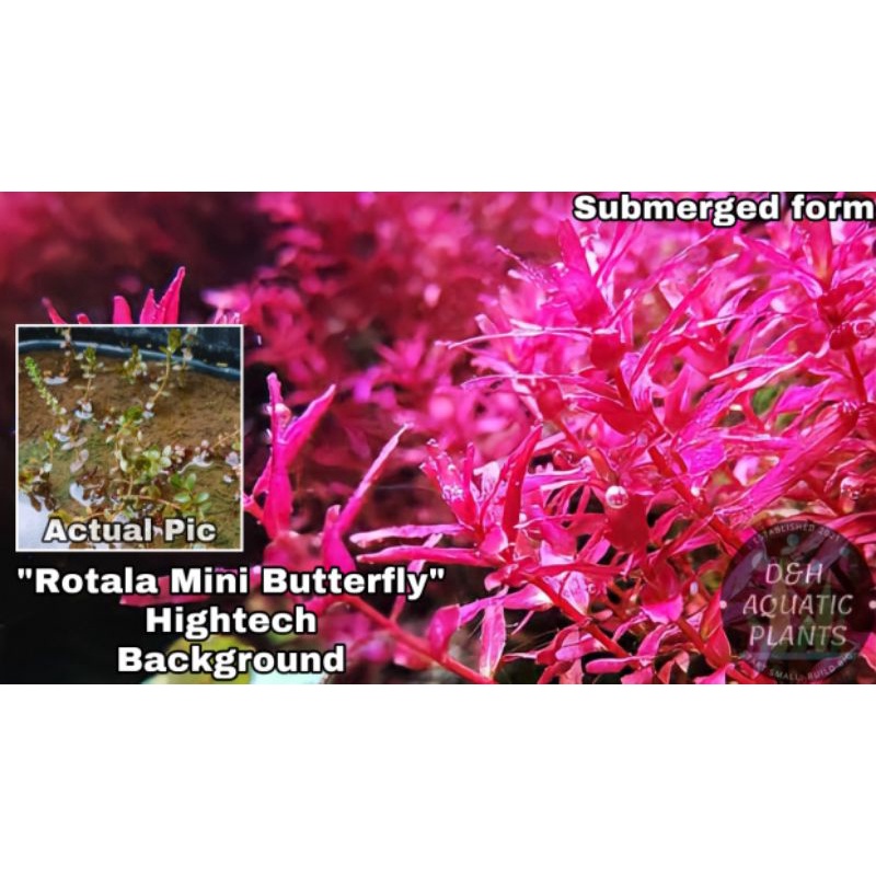 "Rotala Mini Butterfly"(10stems) | Shopee Philippines
