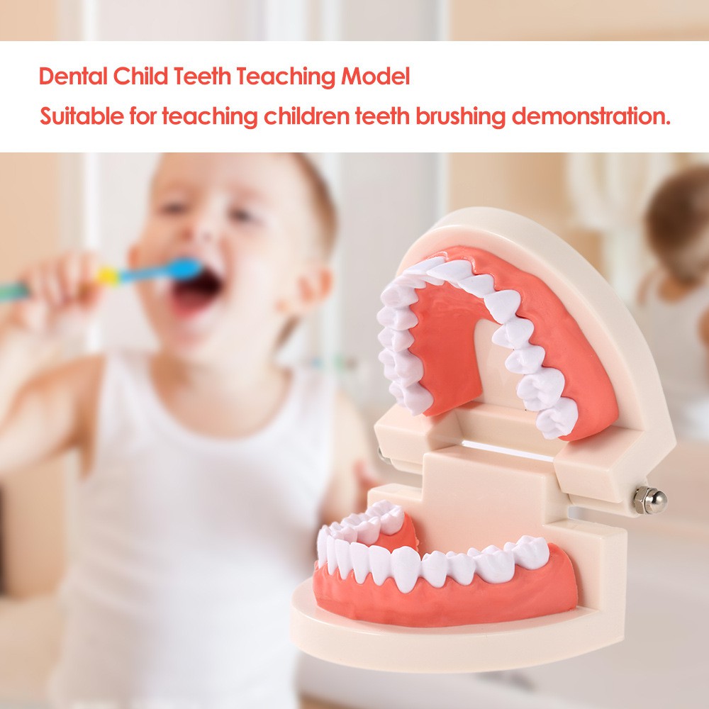 Dental Standard Teeth Teaching Model Kids Denture Model Tooth Model for ...