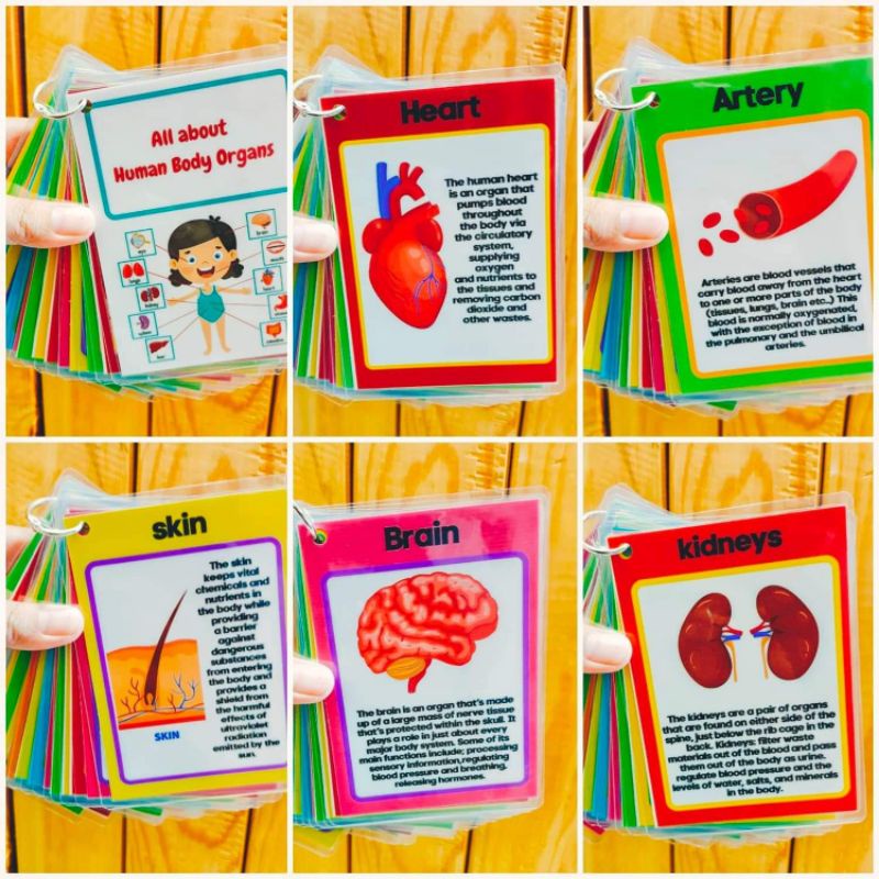 internal organ of the body educational laminated flashcards | Shopee ...
