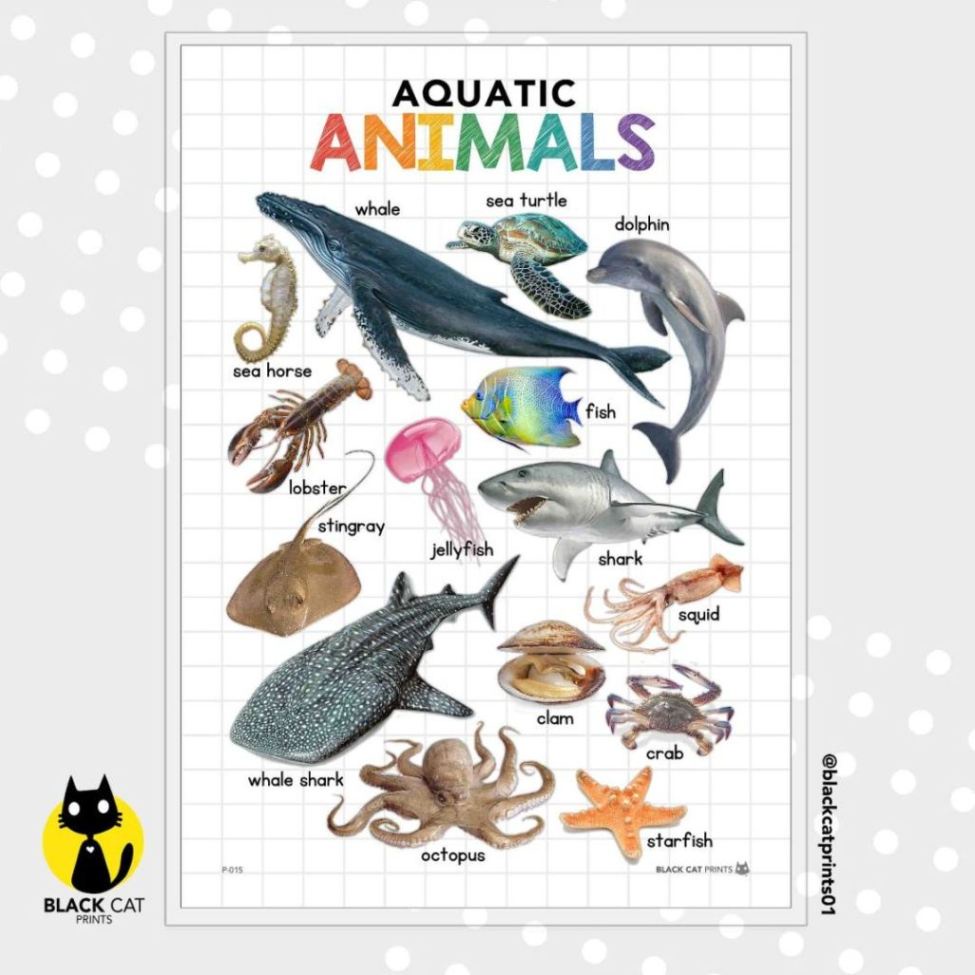 Aquatic Animals Educational Chart Poster (High Quality Print / A4 Size ...