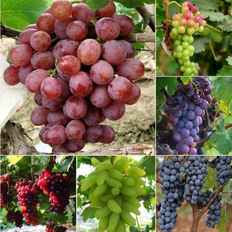 20 Pcs Grapes Finger Grapes Grapes Potted Fruit Plants Interes During ...