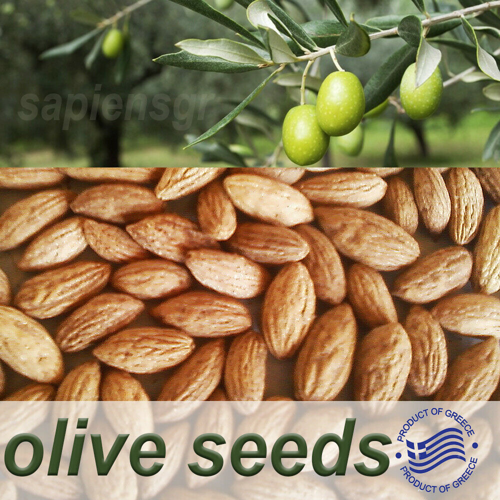 OLIVE TREE 2pcs SEEDS GREEK - OLEA EUROPAEA | Shopee Philippines