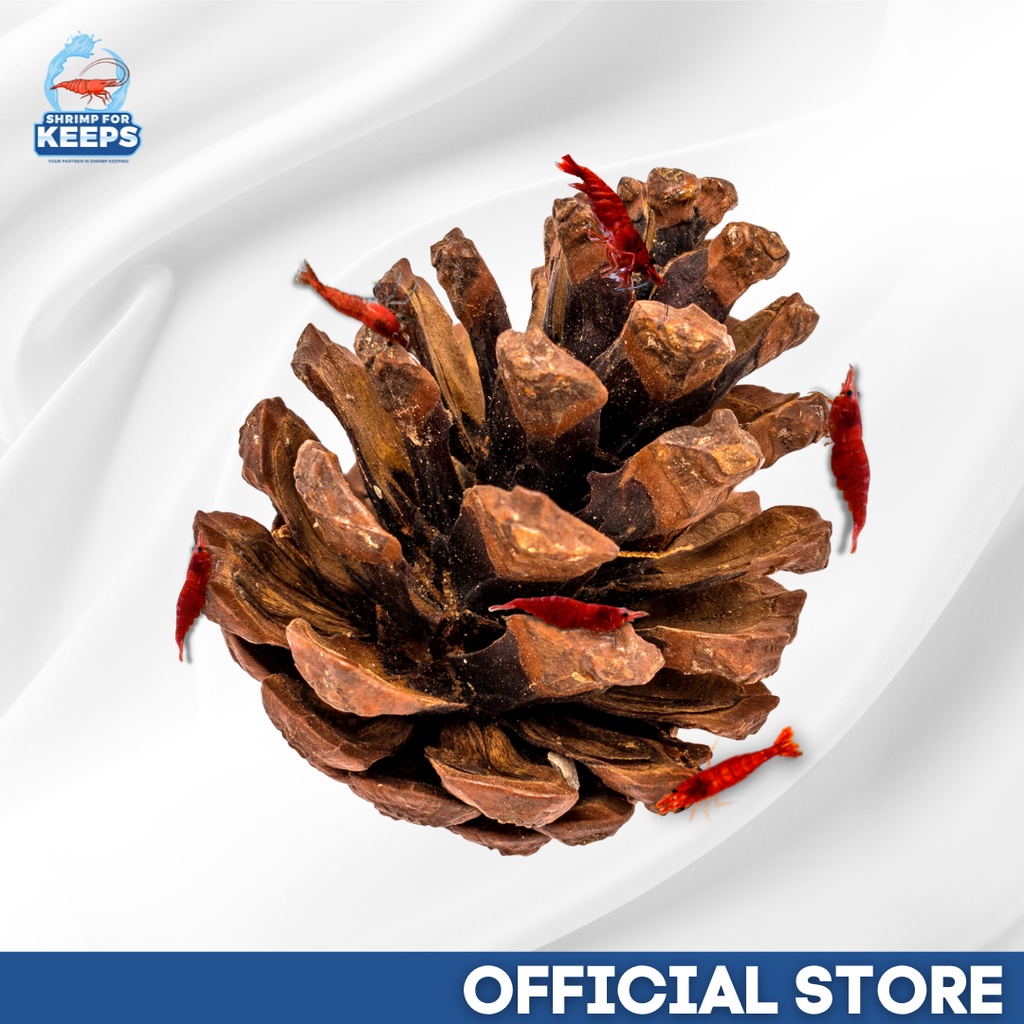 Shrimp Cones hide for Breeding Dwarf Shrimps, Neocaridinas, Caridinas in Freshwater Aquarium ...