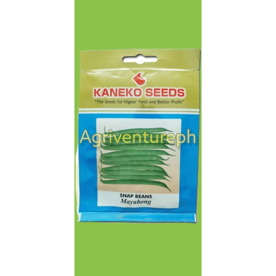 BAGUIO SNAP BEANS MAYABONG 53 SEEDS (KANEKO) | Shopee Philippines