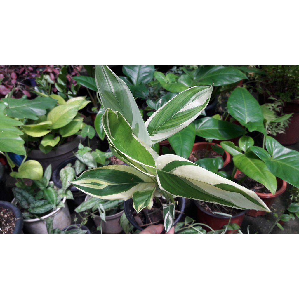 Maranta arundinacea Variegata ( Arrow root ) | Shopee Philippines