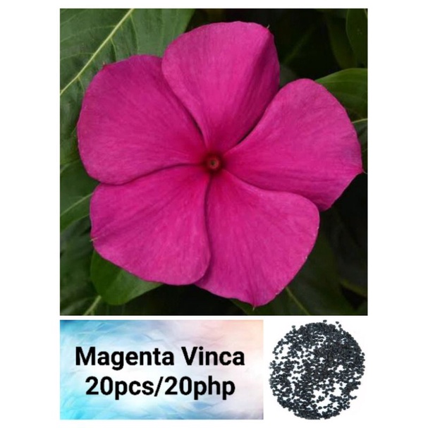 Vinca Magenta Seeds (20pcs) | Shopee Philippines
