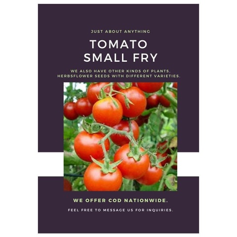 Tomato Small Fry Seeds for Planting (6 seeds) FRUIT | Shopee Philippines