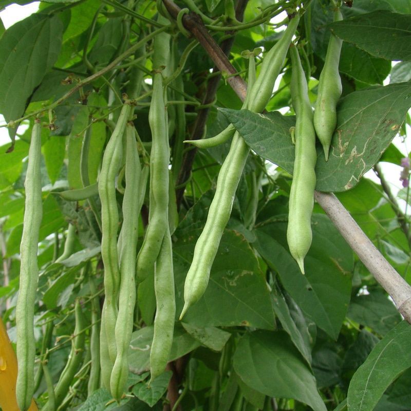 Safflower Green Short Beans Sitao Vegetable Seeds ( 30 seeds ) - Basic ...