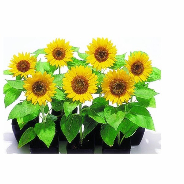 20pcs mini sunflower seeds Dwarf sunflower seeds sunflower Flower Seeds ...