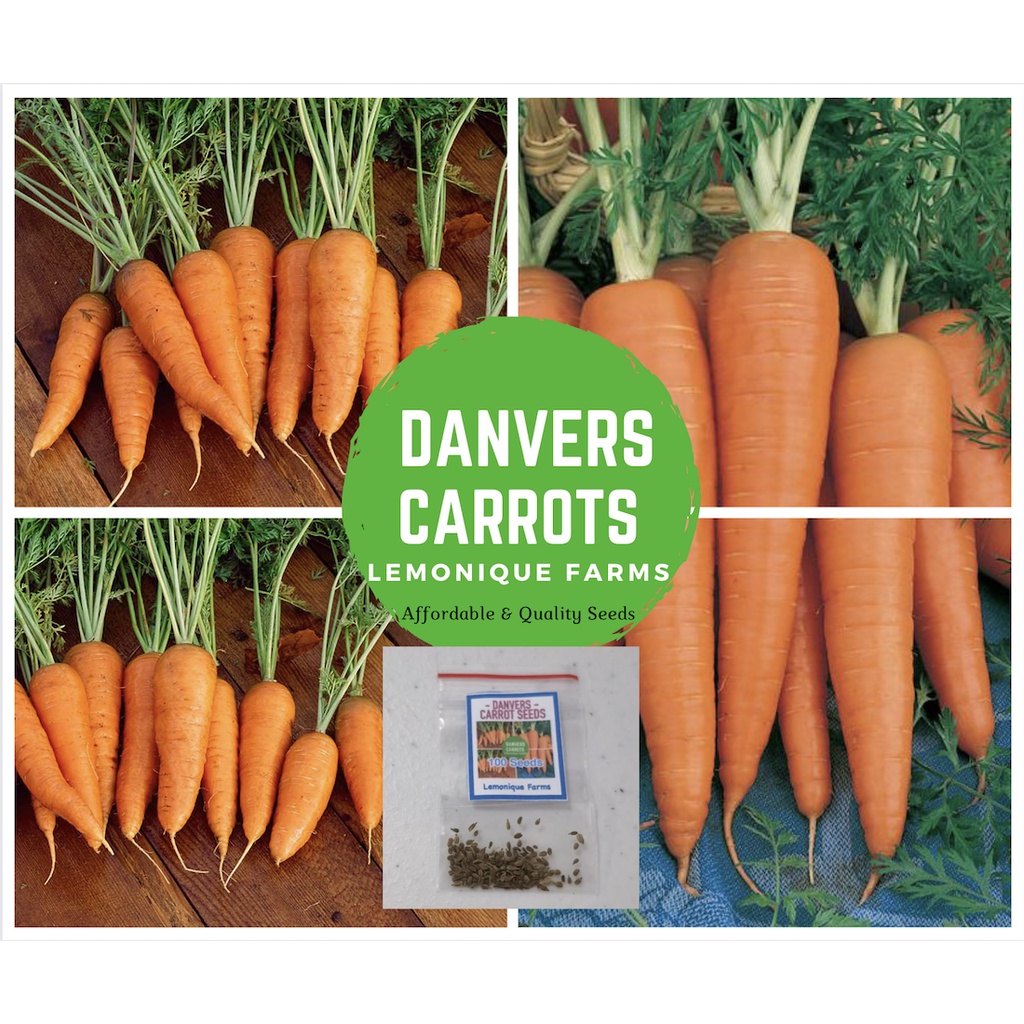 Carrot seeds - Danver Carrots, Tendersweet Carrots Little Finger ...
