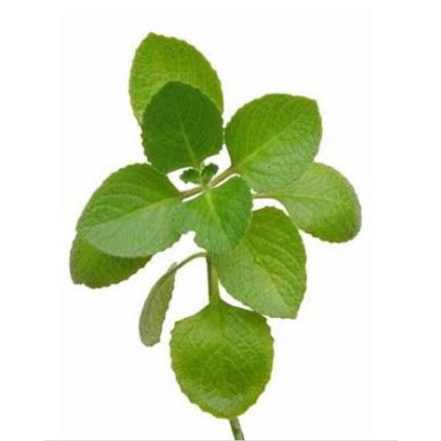 Oregano/ Klabo (Medicinal) | Shopee Philippines