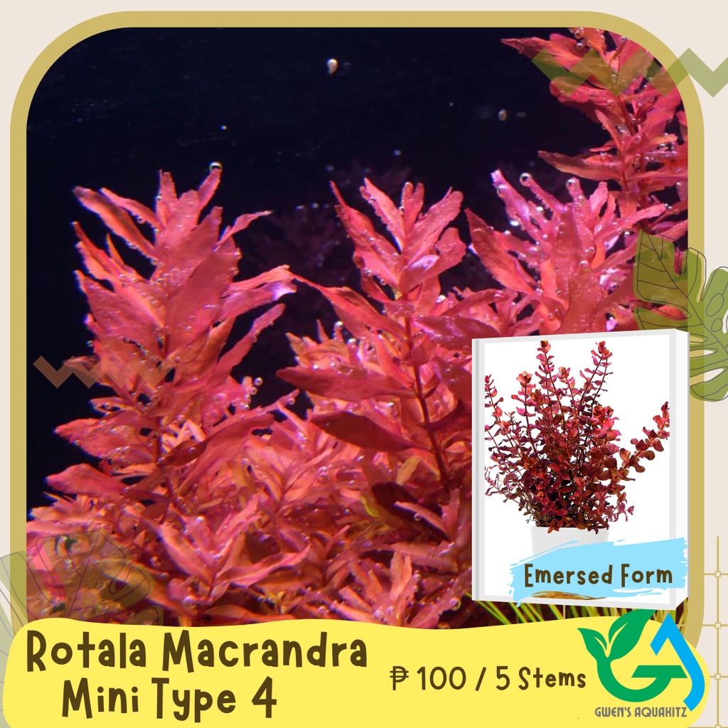 Rotala Macrandra "Mini" Type 4 - Submerged [sold by 5/stem] - High Tech ...