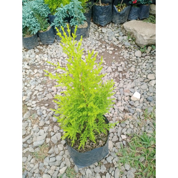 Cypress (Lemon pine goldcrest) (for garden decor) | Shopee Philippines