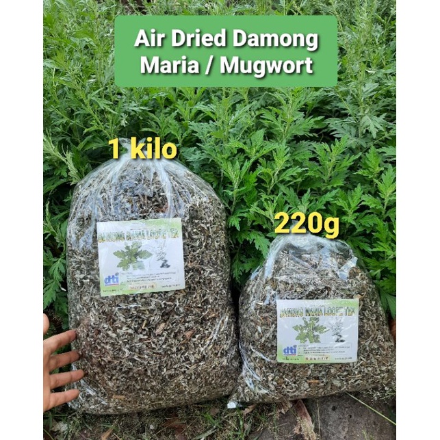 1 KILO AIR DRIED MUGWORT DAMONG MARIA ARTEMISIA VULGARIS | Shopee ...