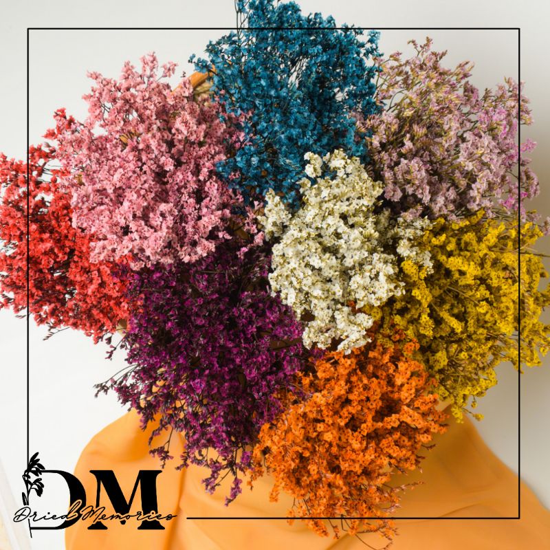 Dried Caspia (2-3 stems) Preserved Real Misty Flower Gift Wedding Party ...