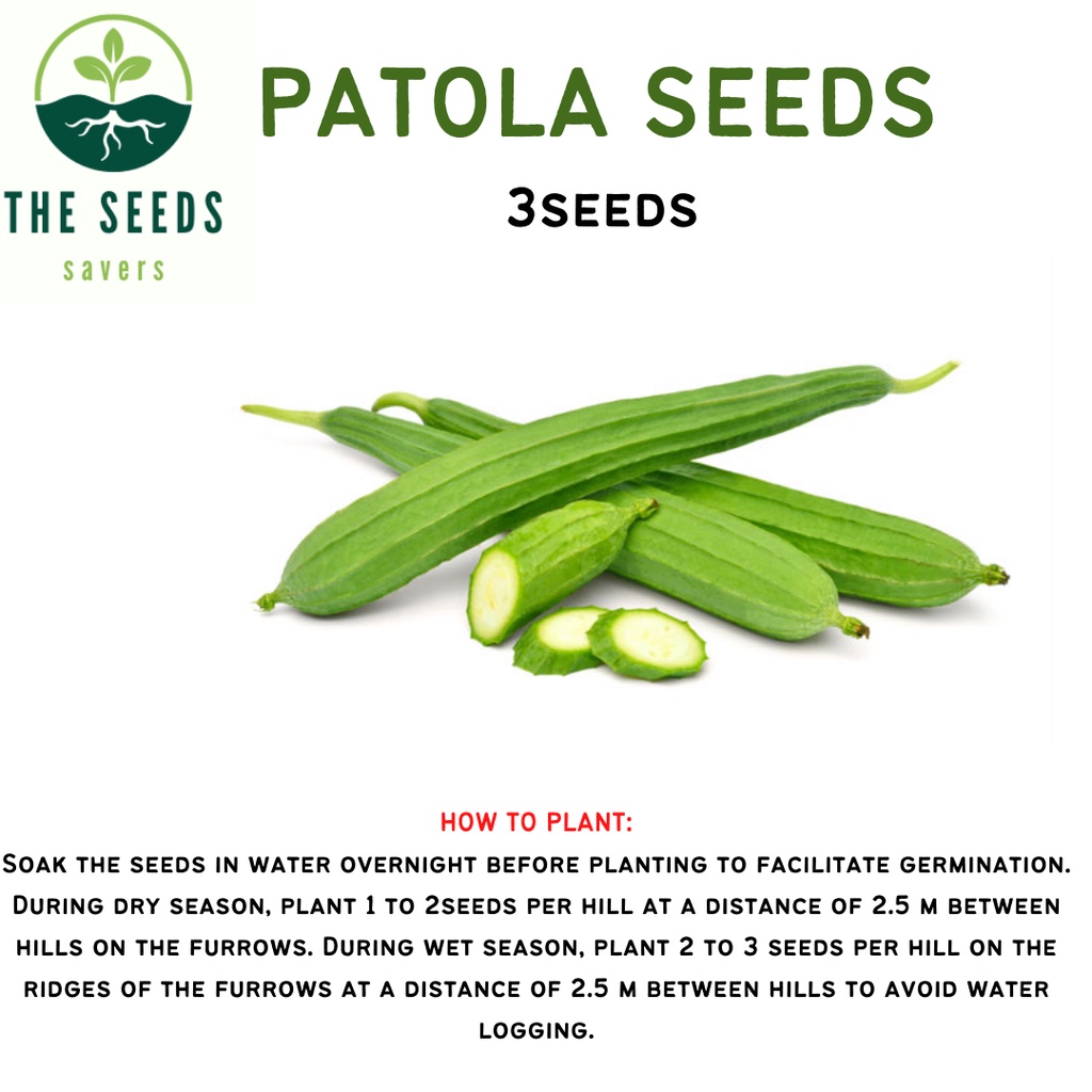 Vegetable Seeds (Pechay Talong Kamatis Upo Okra Labuyo Sitaw Carrot ...