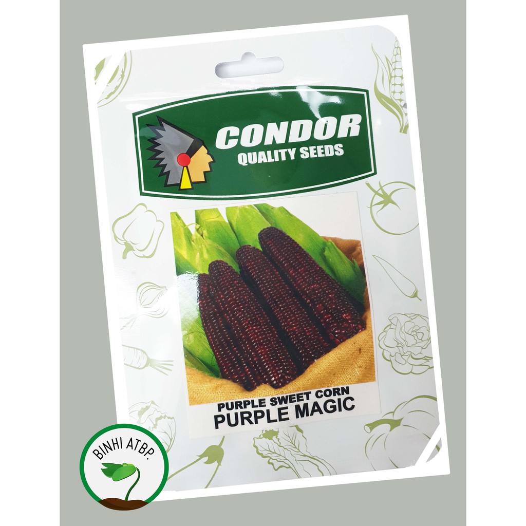 Condor Purple Sweet Corn Purple Magic F1 Seeds (5 Gr Pack) | Shopee ...