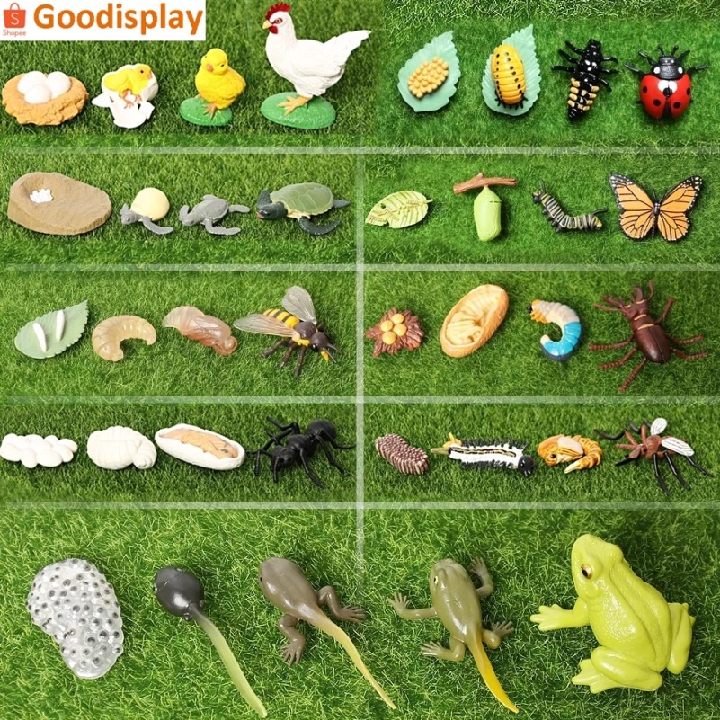 Assorted Educational Toys life cycle Animals animal figure life cycle ...