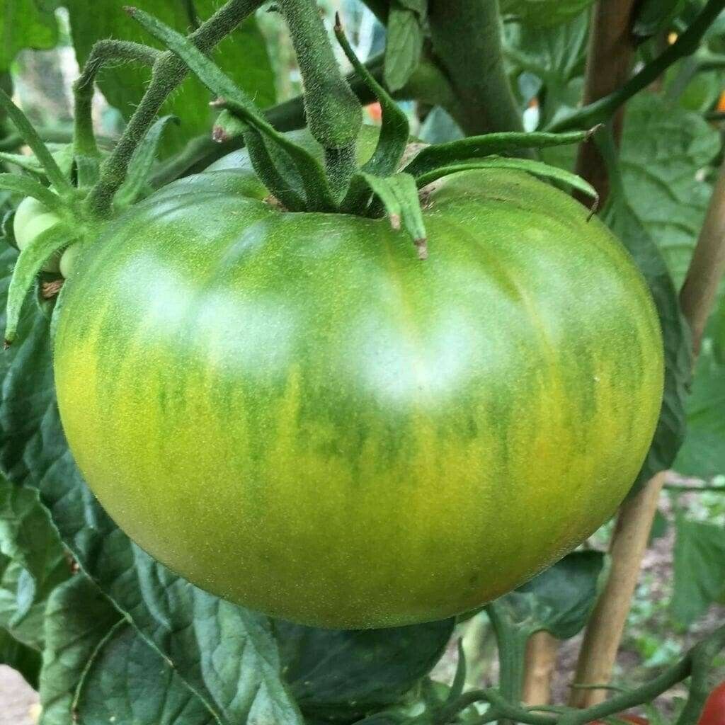 TOMATO Aunt RUBY Green (indeterminate) 10 seeds Fruit heirloom garden ...