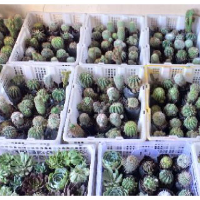 regular size cactus. | Shopee Philippines