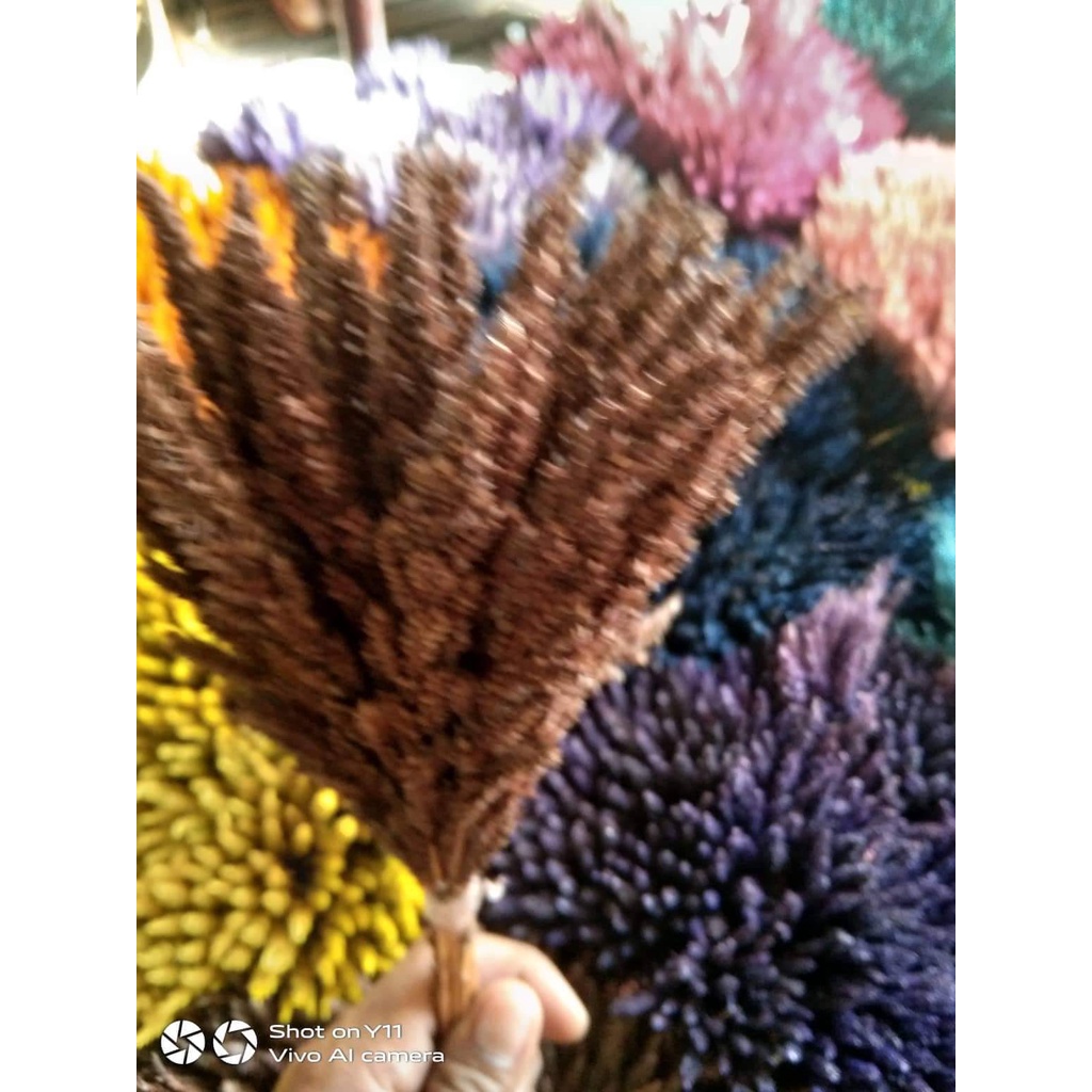 Trigo grass per bundle (₱40 per bundle) | Shopee Philippines