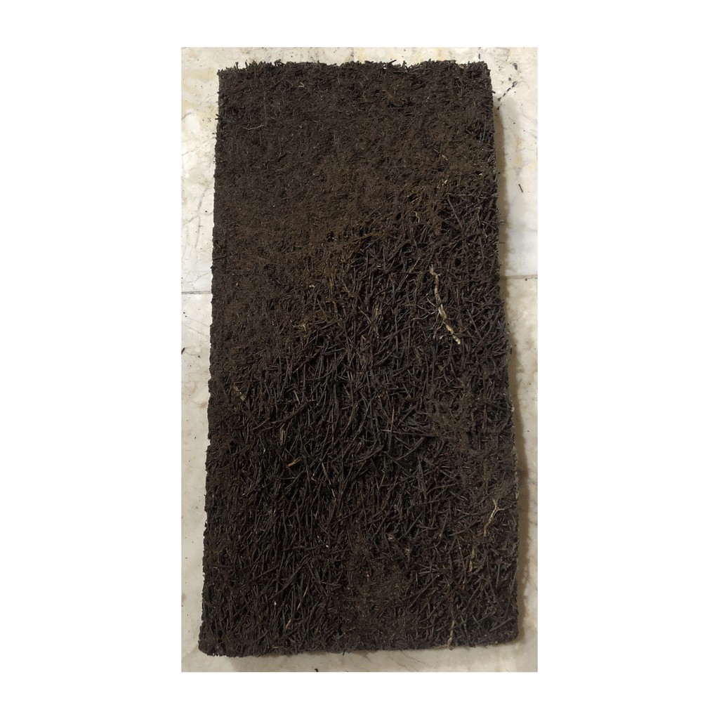 tree fern slab stick orchids ferns air shingle plants support for ...