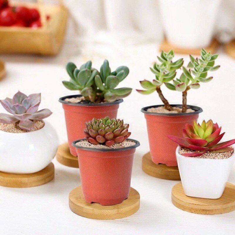 Pvc red soft pots 9cm-15cm (50pcs) | Shopee Philippines
