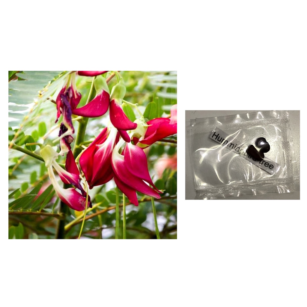 katuray vegetable hummingbird tree sesbania grandiflora plant seeds for ...