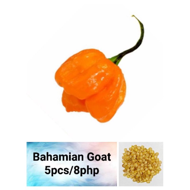 Bahamian Goat Pepper Seeds (5pcs) | Shopee Philippines