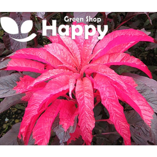 AMARANTHUS TRICOLOR - EARLY SPLENDOR - 20 SEEDS - Annual semi shade ...