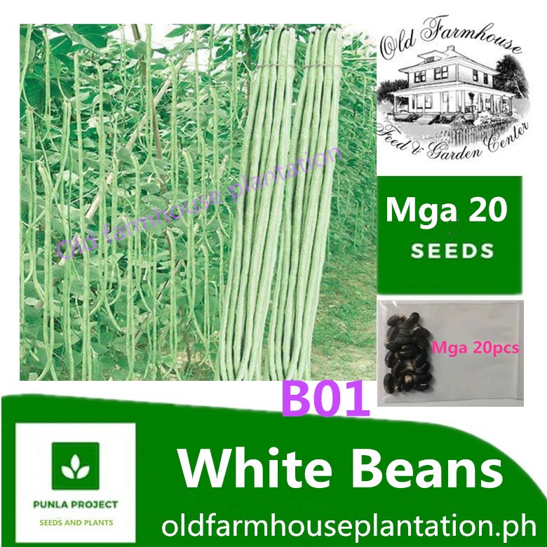20/100PCS Green Long Beans Sitaw Seeds - High Yield Sitaw Seeds White ...