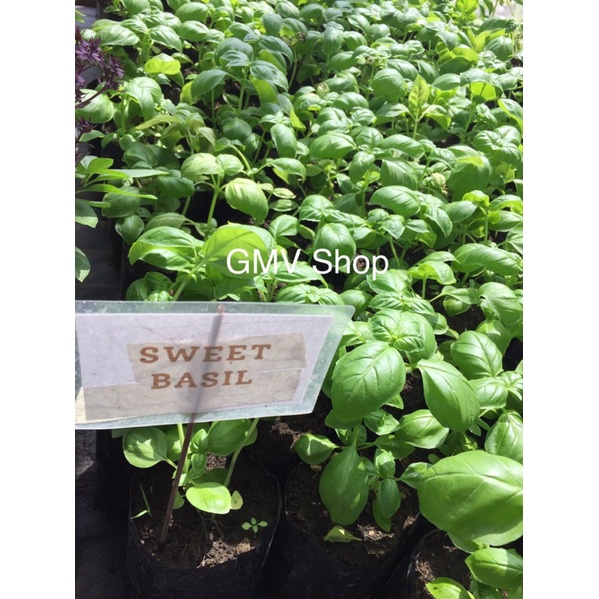Sweet Basil Live Plant/// | Shopee Philippines