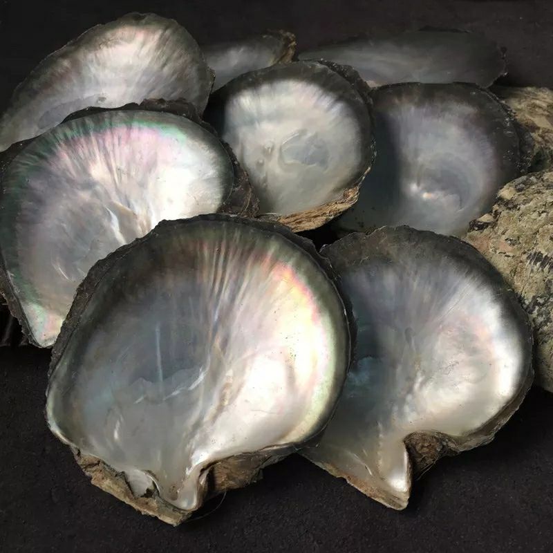 PEARL SHELL SHELL SHELLS WITH PLATES (PINCTADA MAXIMA) CAN BE FOR CAFE ...