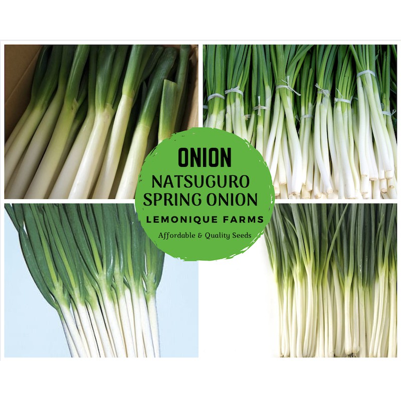 Bunching Onions Green Onions Spring onions long white stemmed SEEDS ...