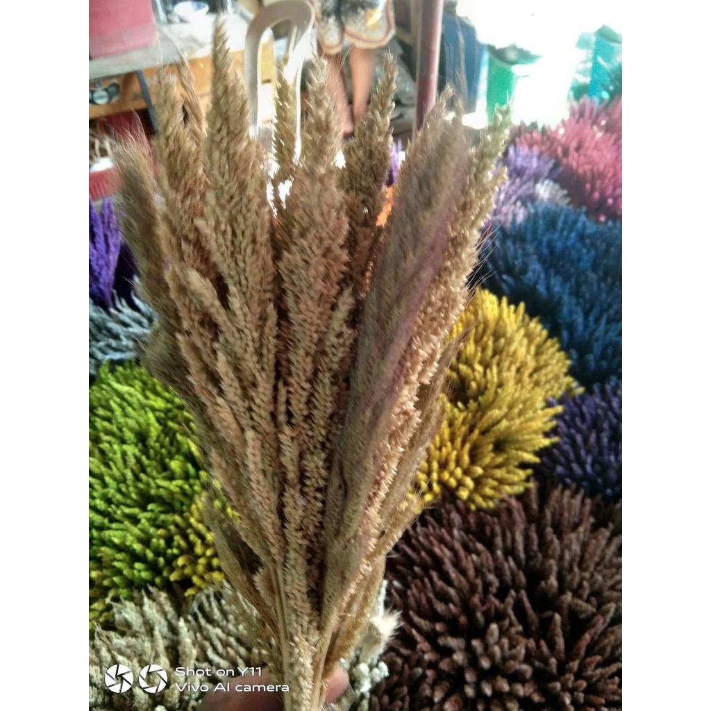 Trigo grass per bundle (₱40 per bundle) | Shopee Philippines