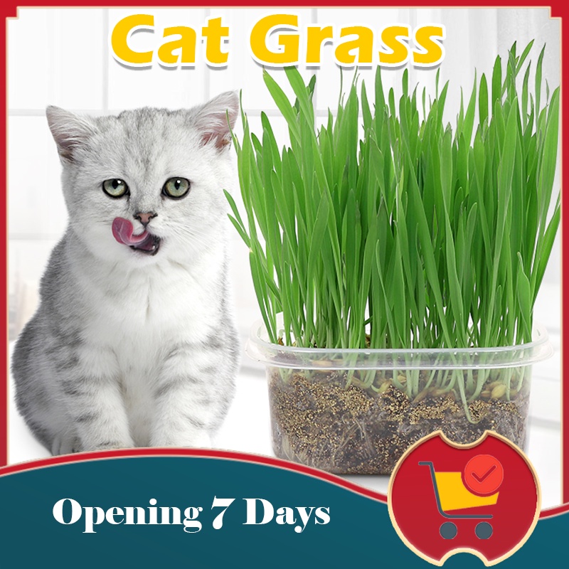 Cat Grass Cultivation Kit Cat Snack Nursery Pots Cat Grass Planting Box ...