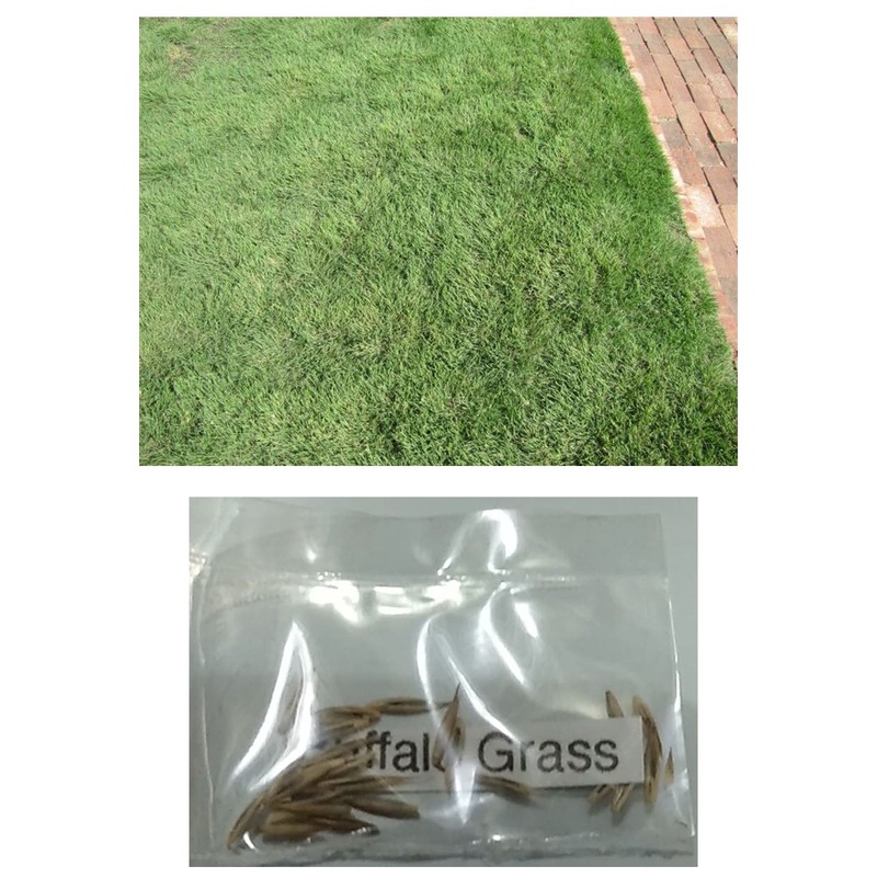 bison buffalo grass forage seeds buffalograss | Shopee Philippines