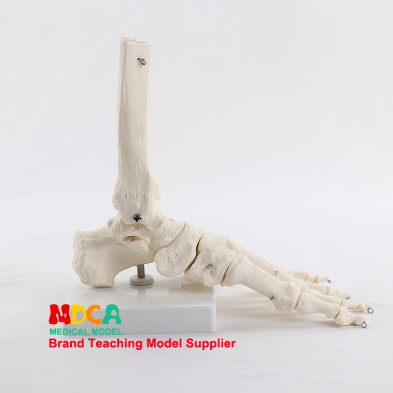 Foot ankle joint model foot bone model medical teaching of human bones ...