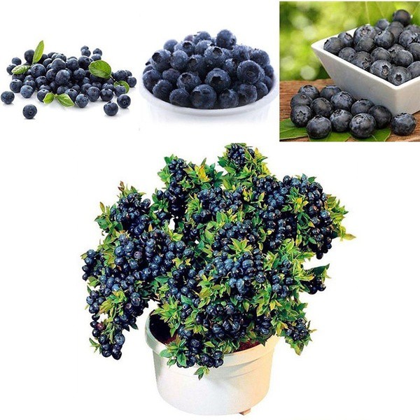 20Pcs/ Blueberry Tree Seed Fruit Blueberry Seed Potted Bonsai Seeds ...