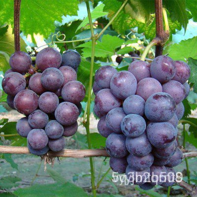 Sunshine Rose Grape Tree Sapphire South Planting Climbing Vine Giant ...