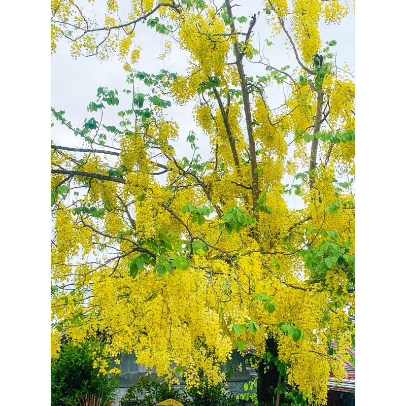 Golden Shower Tree Seeds / Cassia Fistula Seeds #5 | Shopee Philippines