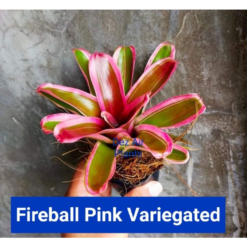 FIREBALL Mini-Bromeliads - indoor/outdoor landscape plants | Shopee ...