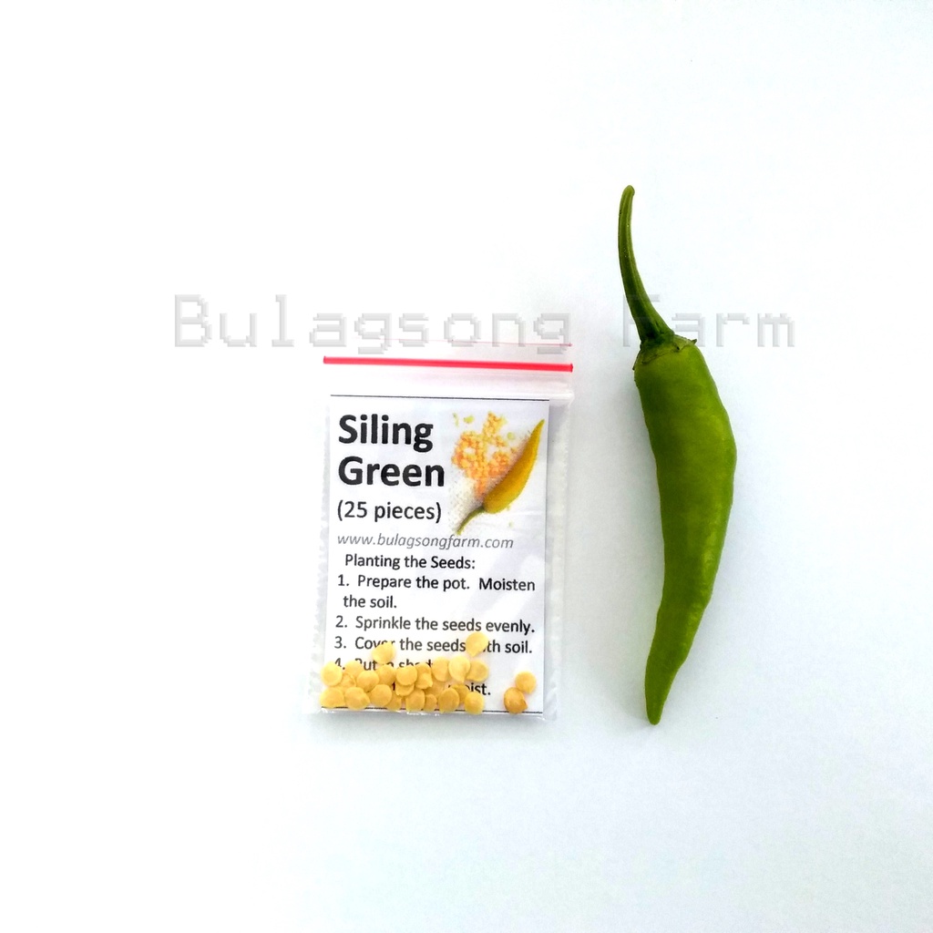 Siling Haba Green Seeds (for sinigang) Long Green Chilli Hot Green ...