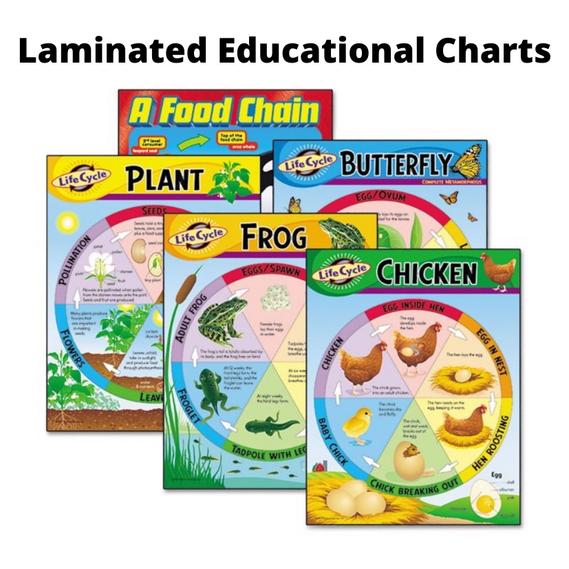 Laminated Life Cycle of a Butterfly, Plant, Chicken, Frog and Food ...