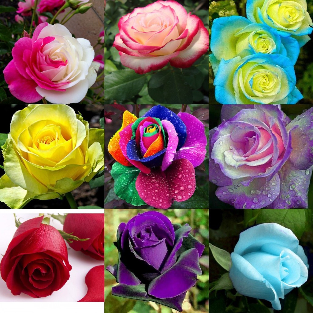 100 seeds/pack rainbow Rose flower Seeds Bonsai Ornamental Flower Plant ...