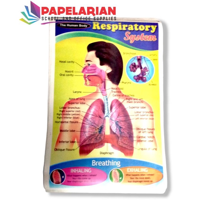 PAPER CHART THE HUMAN BODY RESPIRATORY SYSTEM | Shopee Philippines