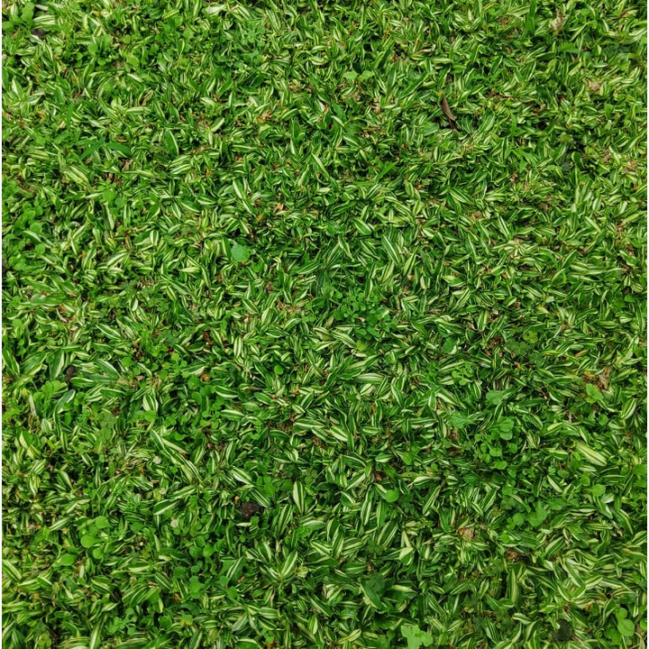 Variegated/Green Frog Grass BUY 10SQFT + 1SQFT FREE | Shopee Philippines